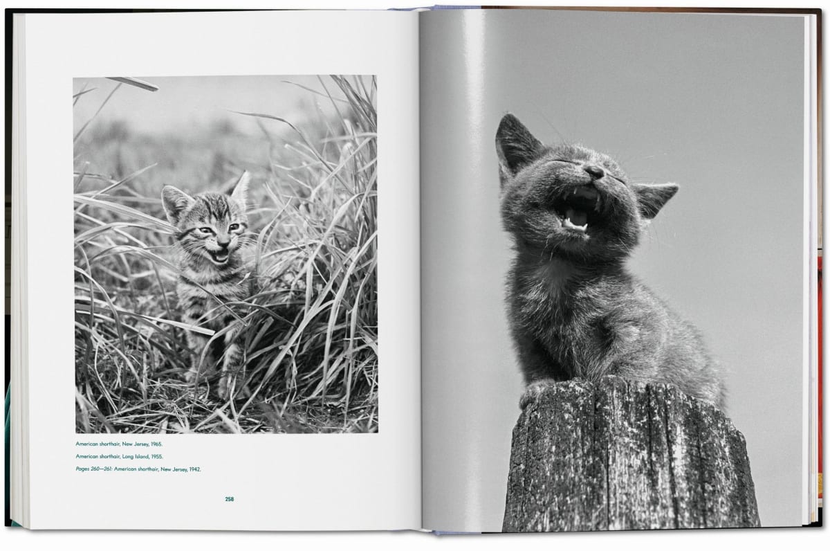 Walter Chandoha. Cats. Photographs 1942–2018