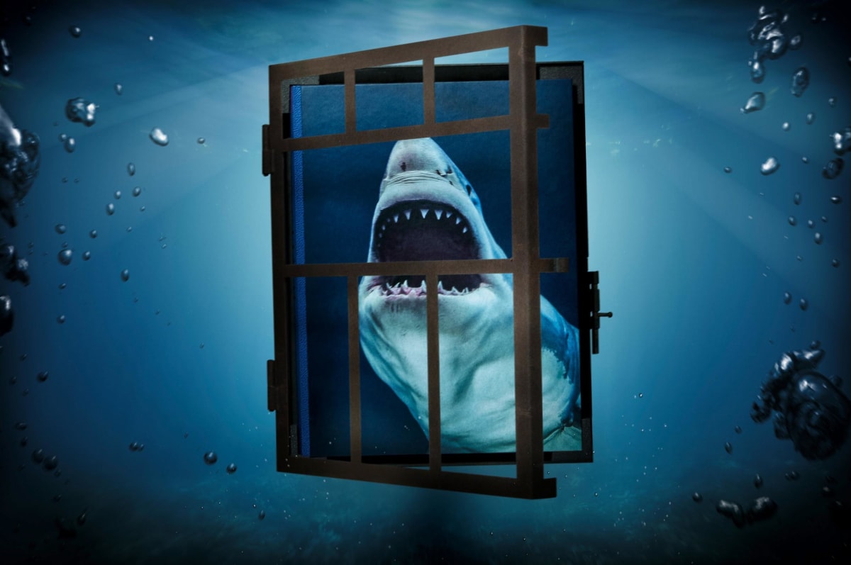 Michael Muller. Sharks