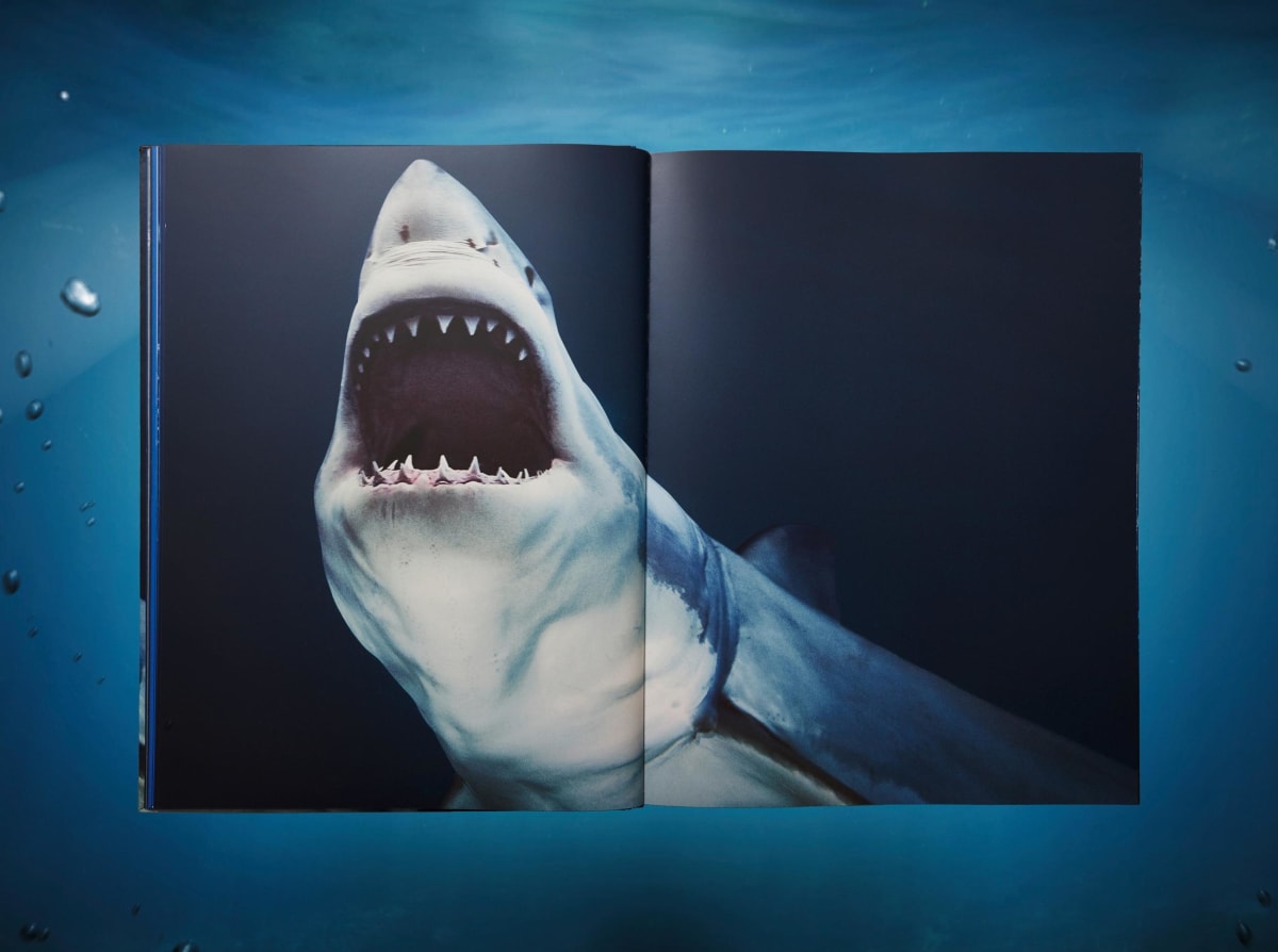 Michael Muller. Sharks