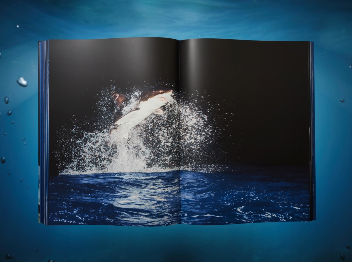 Michael Muller. Sharks