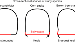 Snake Study Supports Bio-Inspired Robotics - Medical Design Briefs