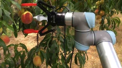 Intelligent Robots Pick, Prune in the Peach Orchard - Tech Briefs