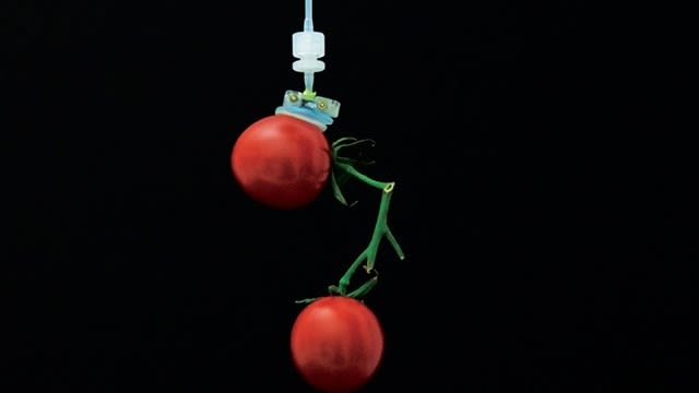 Gecko-Inspired Climbing Soft Robot - Tech Briefs