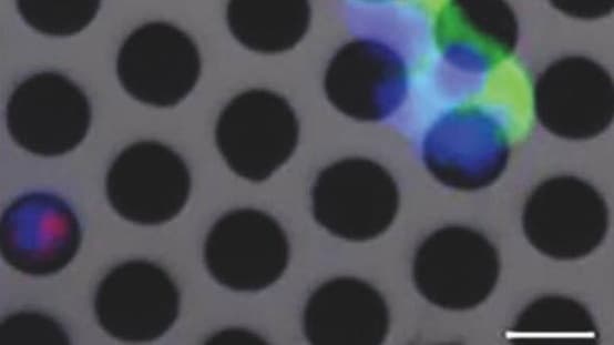 Protein Detector - Tech Briefs