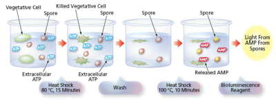 what does vegetative cell mean