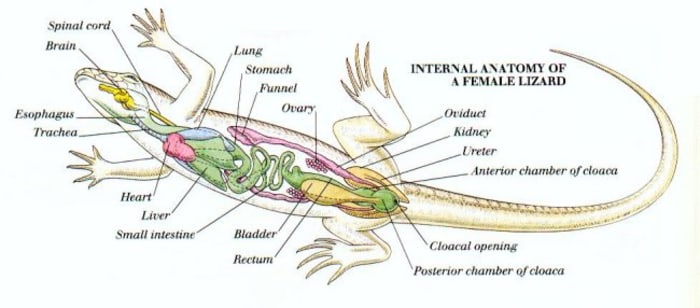 Regrowth Of Human Body Parts