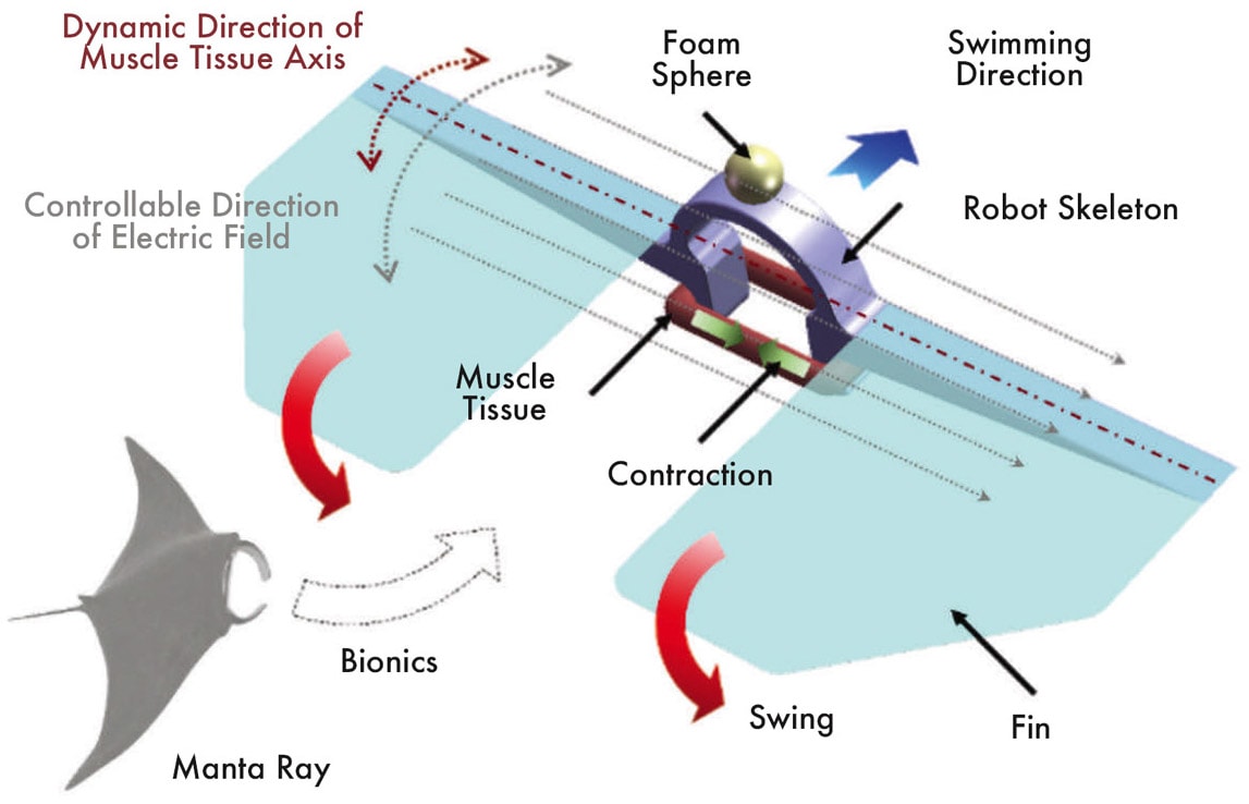 A Manta Ray-Inspired Bio-Syncretic Robot - Tech Briefs