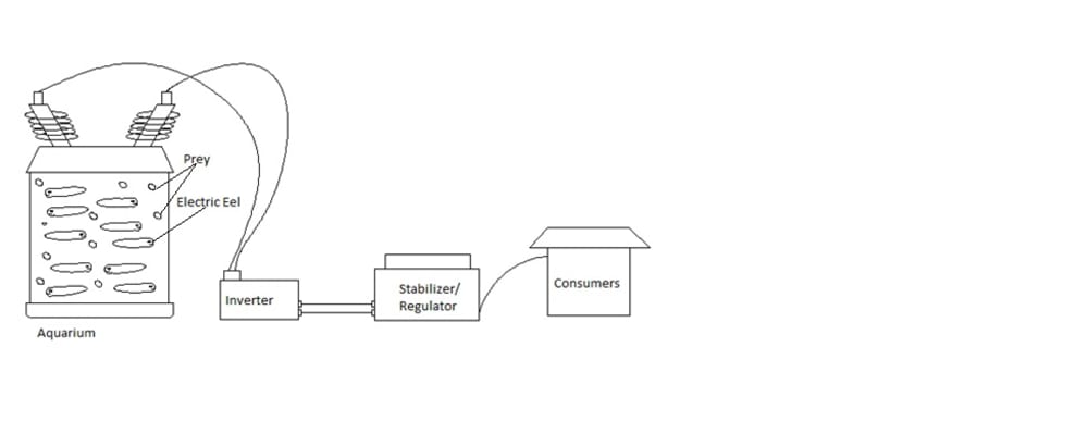 Eli5how Do Electric Eels Generate Electric Current