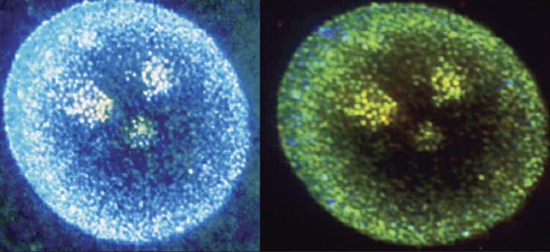 Integrated Imaging System Enhances Detection Capabilities - Mobility ...