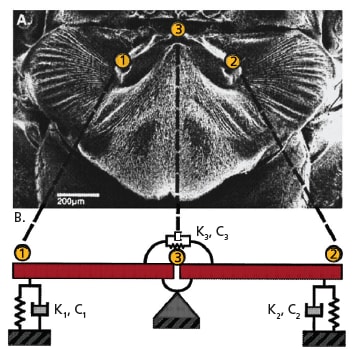 Characterization of a MEMS Directional Sound Sensor - Mobility ...