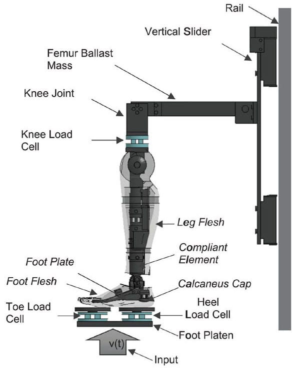 Mechanical Characterization and Finite Element Implementation of the ...