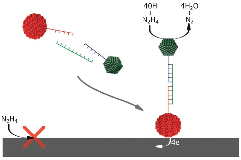 Fundamental Aspects of Single Molecule and Zeptomole Electroanalysis ...