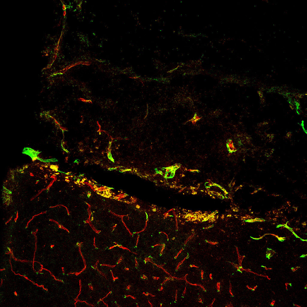 New Material Could Aid Body’s Cellular Repair Process - Medical Design ...