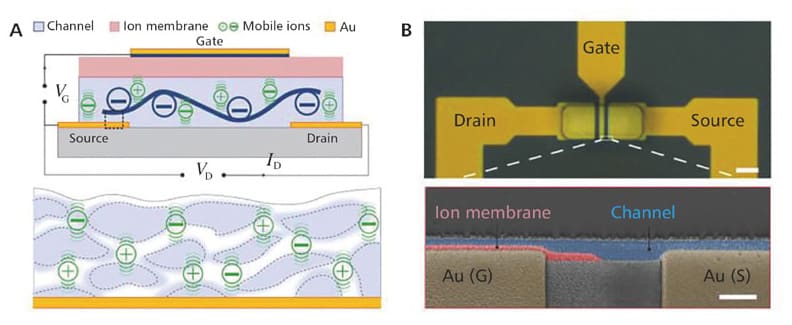 Fast, Flexible Ionic Transistors for Bioelectronic Devices - Medical ...