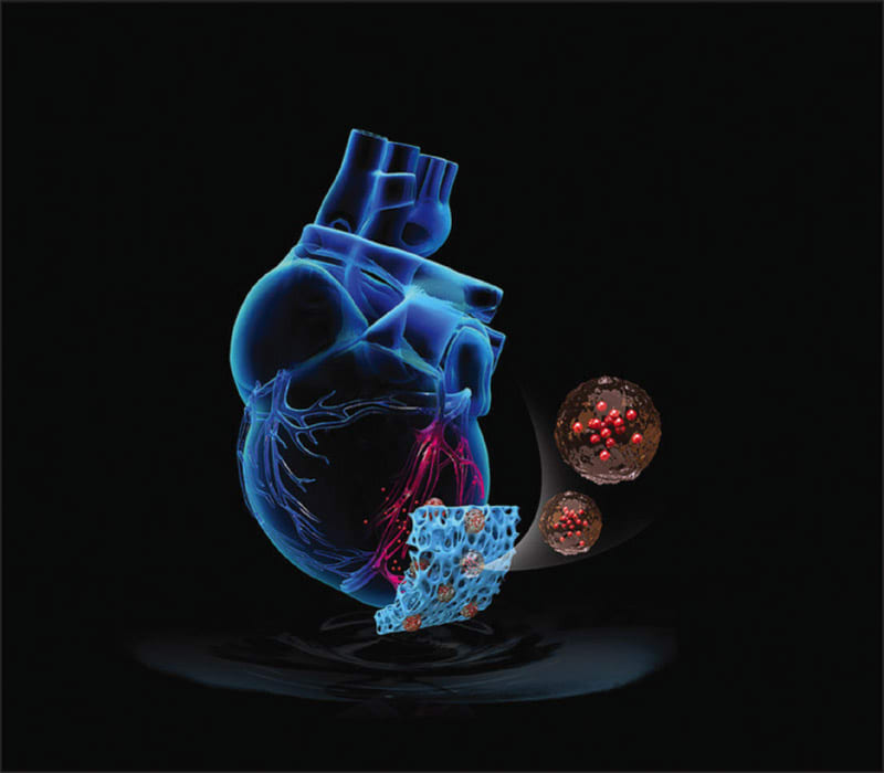 Off-the-Shelf Artificial Cardiac Patch Repairs Heart Attack Damage in ...