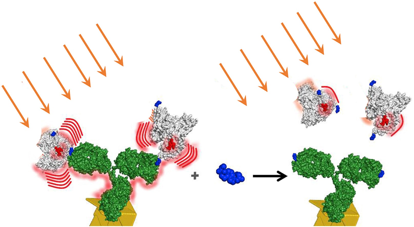 Sensor Tracks Stress Hormone in Real Time - Medical Design Briefs