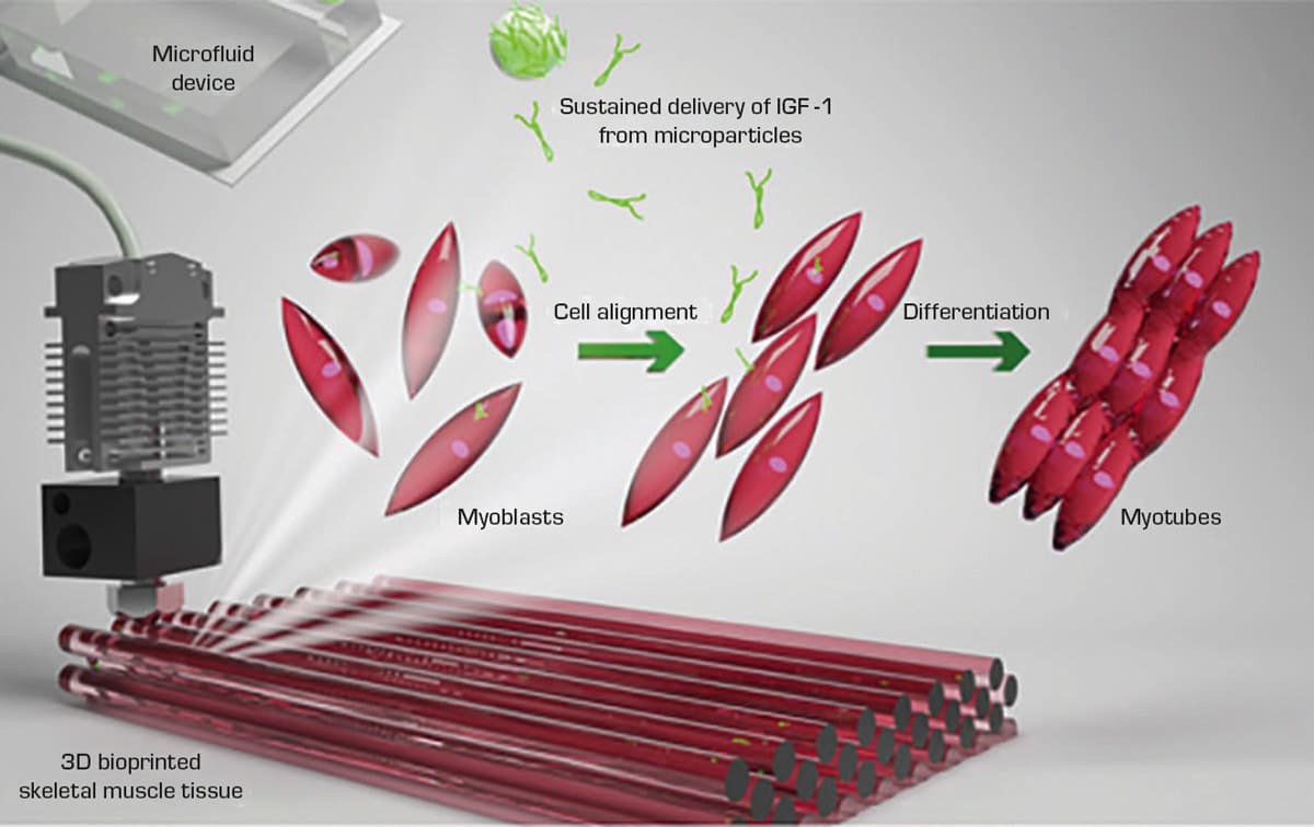 Bioink Enhances 3D Bioprinted Skeletal Muscle Constructs - Medical ...