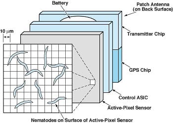 Electrobiotic Toxic-Agent Sensors - Tech Briefs