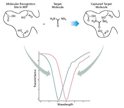 Biomimetic/Optical Sensors for Detecting Bacterial Species - Tech Briefs