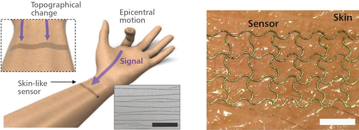 Electronic Skin Sensor Decodes Human Motion - Tech Briefs