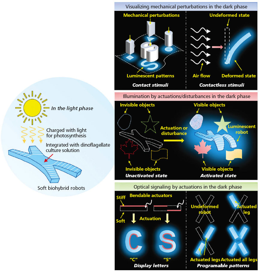 Algae-Powered Devices Inspired by Bioluminescent Waves - Tech Briefs