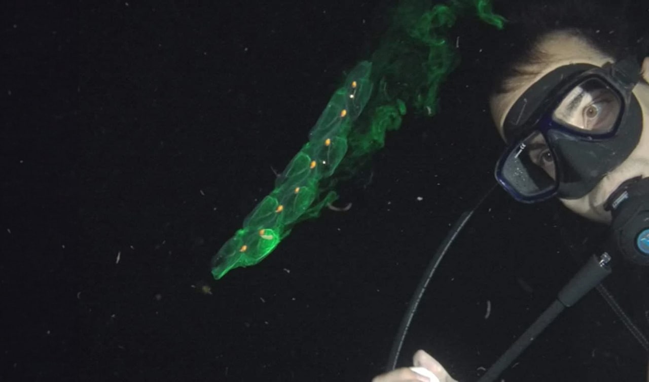 Jet-Propelled Sea Creatures Could Improve Ocean Robotics - Tech Briefs