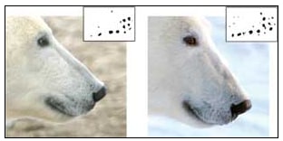 Star-Mapping Tools Enable Tracking of Endangered Animals - Tech Briefs