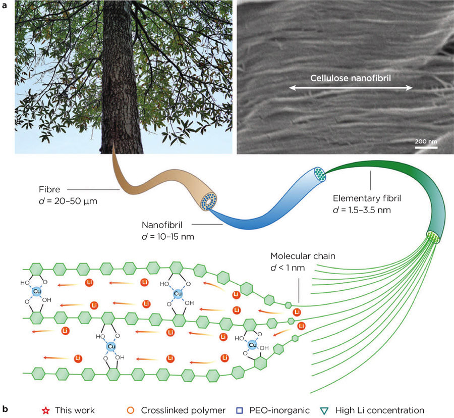 Material Derived from Trees Could Replace Liquid Electrolytes ...