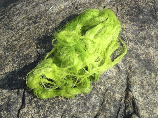 Algae Blooms Broaden Battery Possibilities - Tech Briefs