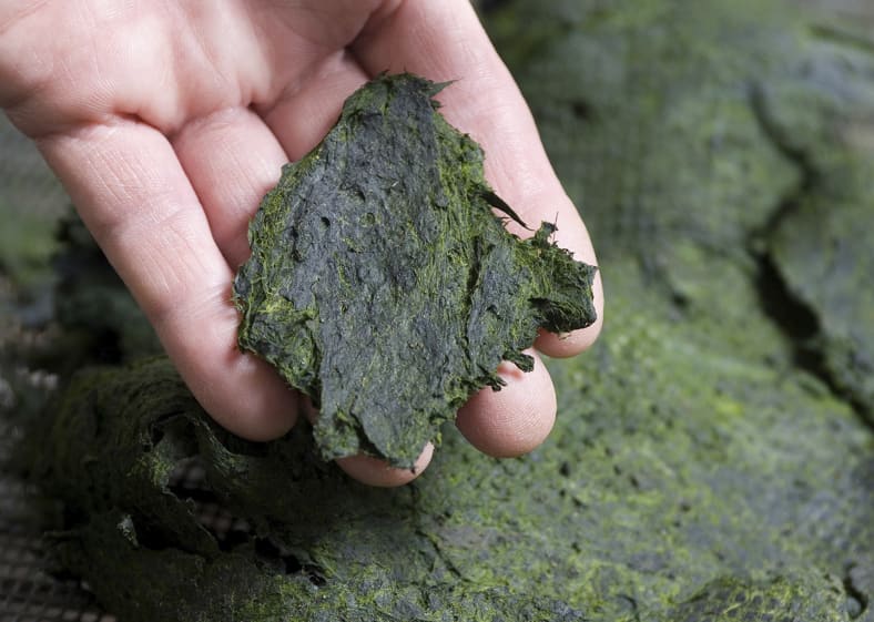 Improving Water Quality With Algae - Tech Briefs