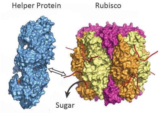 Photosynthesis Helper Protein Discovered - Tech Briefs