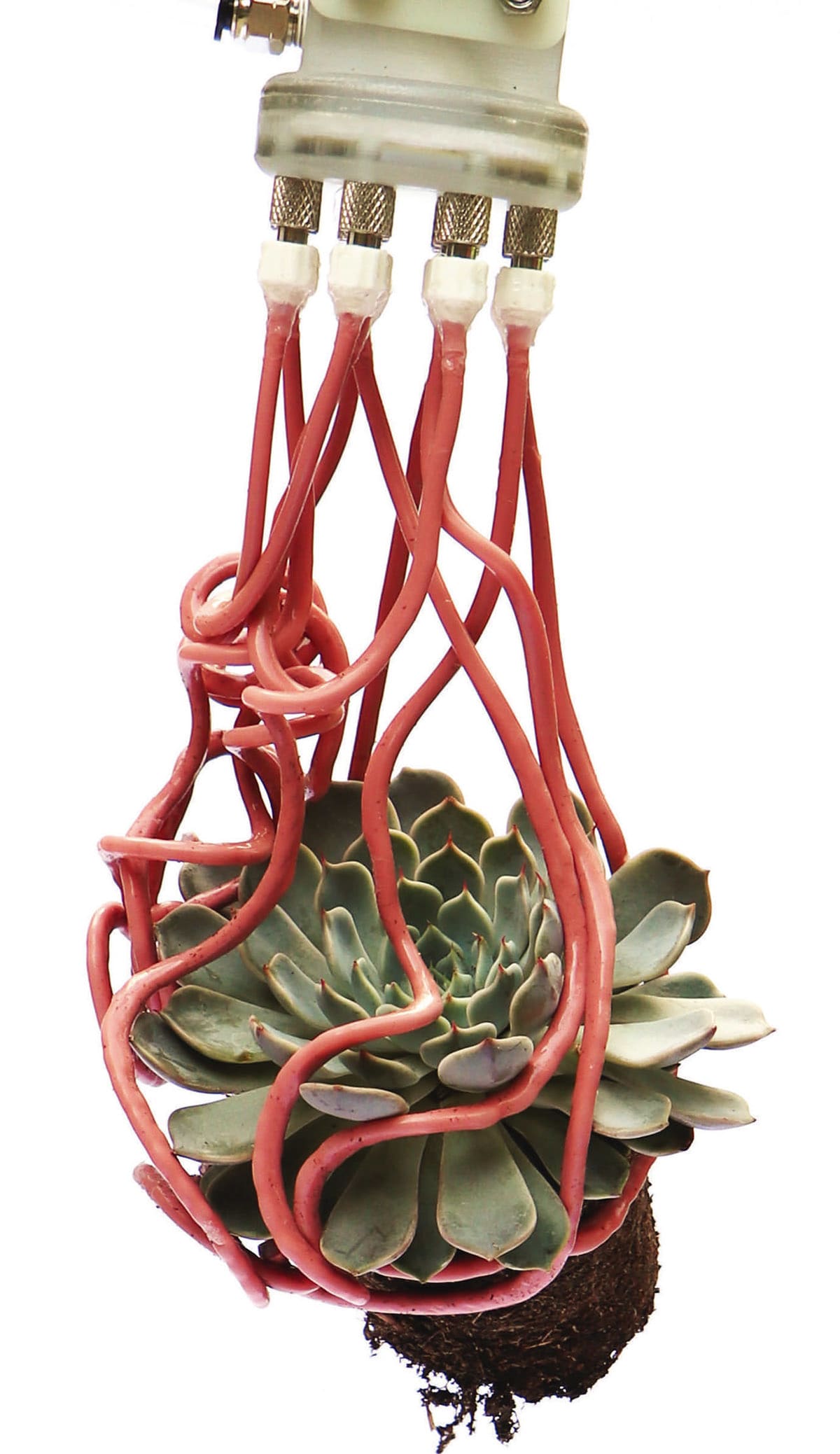 Tentacle Robot Can Grasp Fragile Objects - Tech Briefs