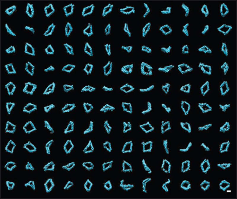 Imaging Flexible DNA ‘Building Blocks’ in 3-D - Tech Briefs