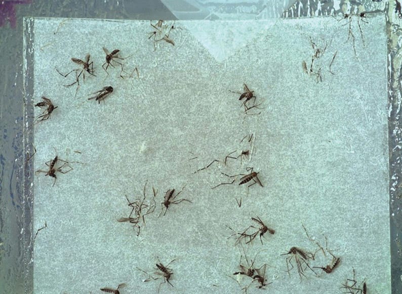 Low-Cost Imaging System Poised to Provide Automatic Mosquito Tracking ...