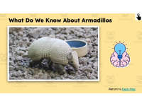 Armadillo Facts | Interactive Science Lesson | Micro-Learning Deck by ...