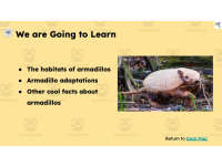 Armadillo Facts | Interactive Science Lesson | Micro-Learning Deck by ...