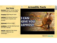 Armadillo Facts | Interactive Science Lesson | Micro-Learning Deck by ...