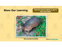 Armadillo Facts | Interactive Science Lesson | Micro-Learning Deck by ...