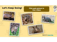 Armadillo Facts | Interactive Science Lesson | Micro-Learning Deck by ...