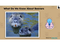 Beaver Facts | Interactive Science Lesson | Micro-Learning Deck by ...