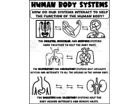 Body Systems Interactions Printable by Teach Simple