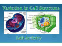 Cell Lab Activity by Teach Simple