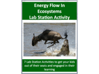 Energy Flow In Ecosystems – Lab Station Activity by Teach Simple