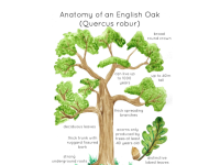 English Oak Tree Anatomy Printable Poster by Teach Simple