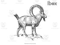 European Animals Coloring Pages by Teach Simple