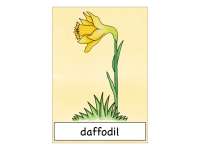 Flash Cards: Spring Flowers by Teach Simple