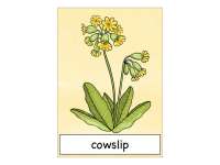 Flash Cards: Spring Flowers by Teach Simple