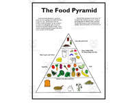 Food Pyramid Worksheet by Teach Simple