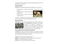 Food Webs - Science Reading Article – Grades 5-7 by Teach Simple