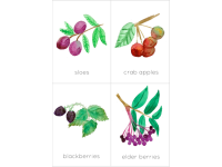Forest Fruits Printable Watercolor Flashcards by Teach Simple